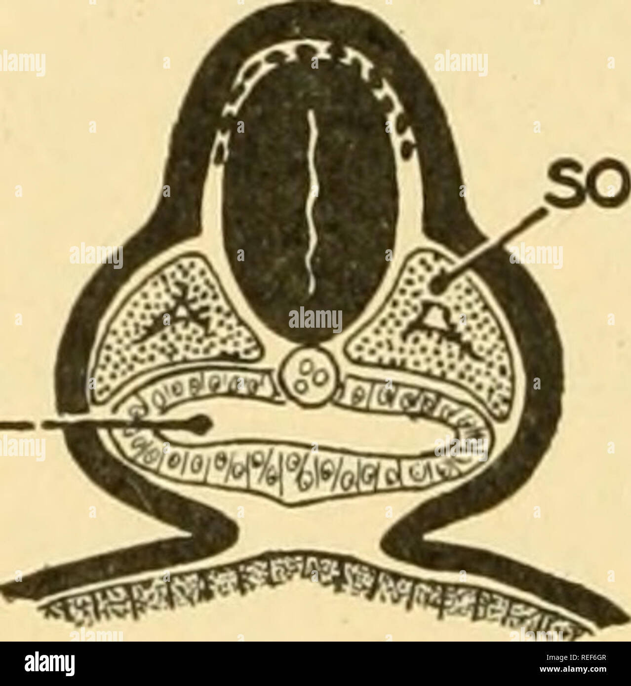 Parasagittal section hi-res stock photography and images - Alamy