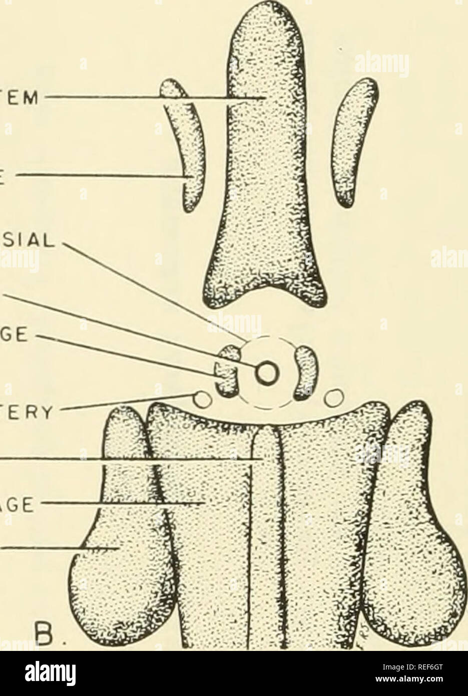 . Comparative embryology of the vertebrates; with 2057 drawings and ...
