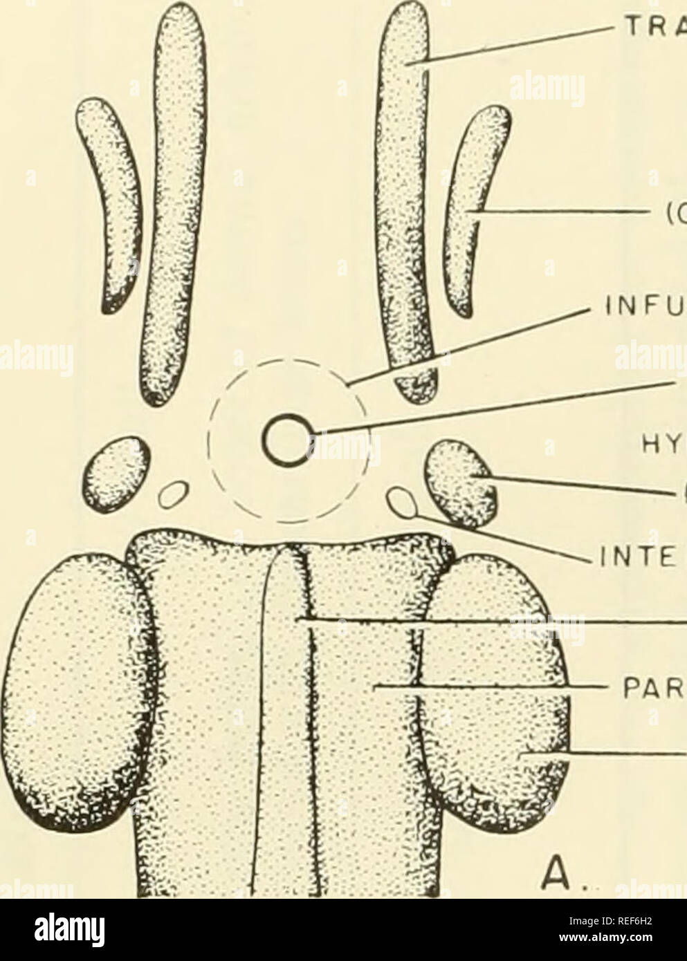 . Comparative embryology of the vertebrates; with 2057 drawings and ...