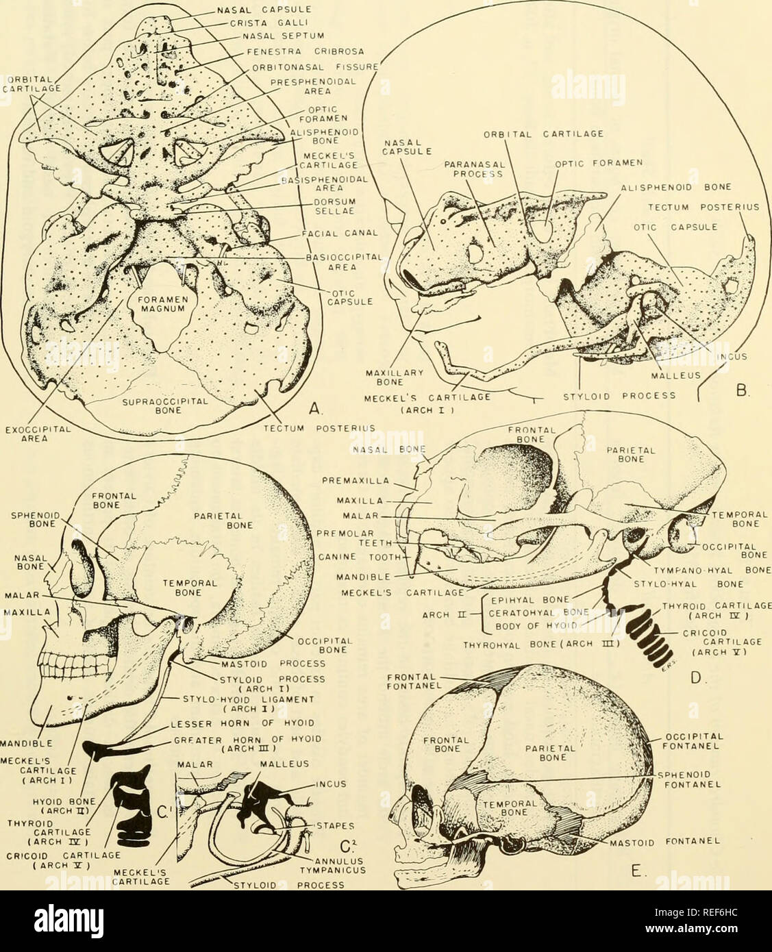. Comparative embryology of the vertebrates; with 2057 drawings and ...