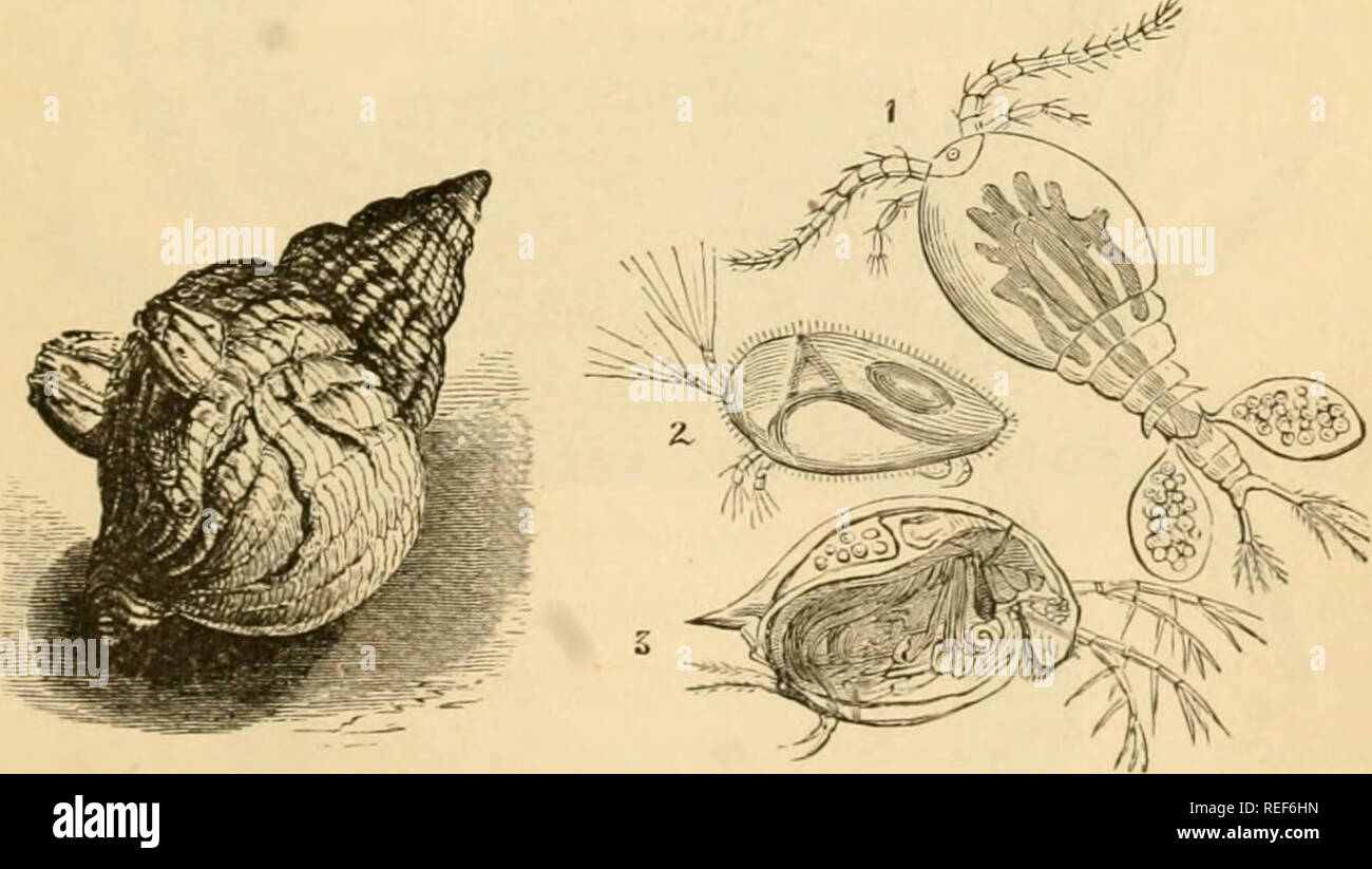 . Comparative zoology, structural and systematic. For use in schools ...