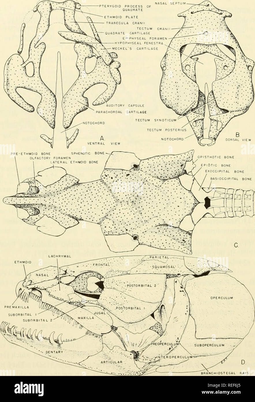 Ventral dermal bone hi-res stock photography and images - Alamy