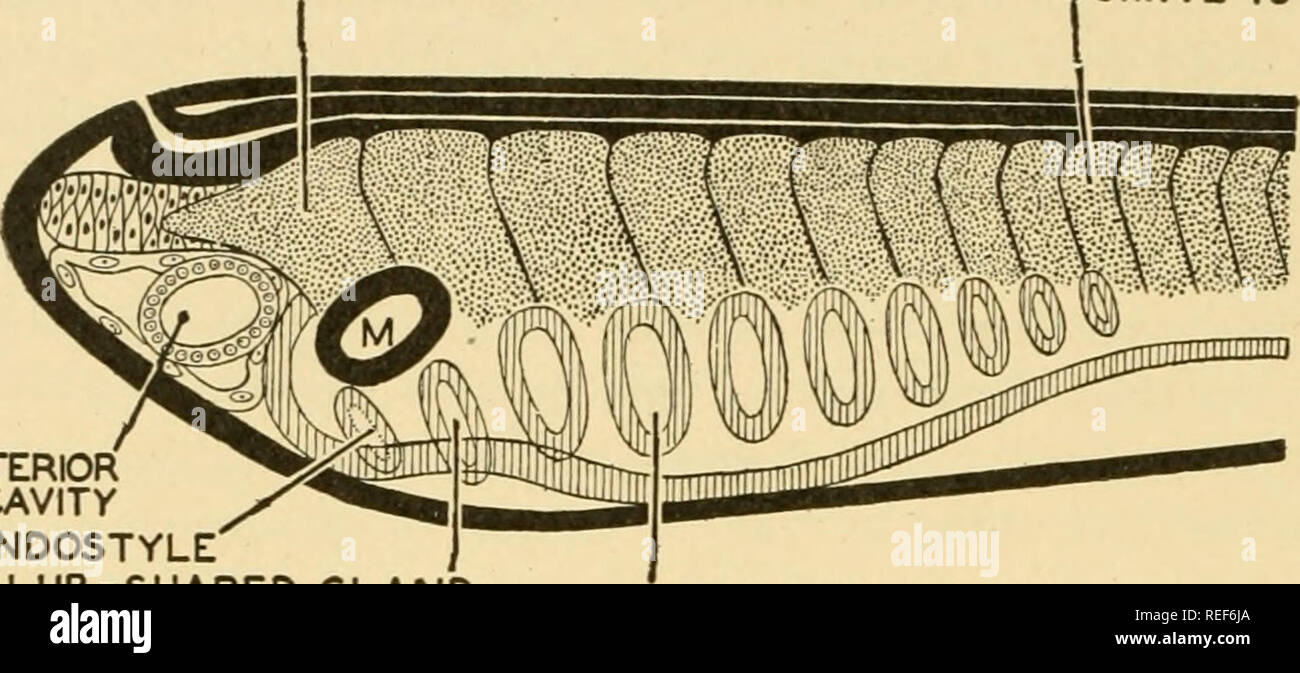 Platyhelminthes Anatomy
