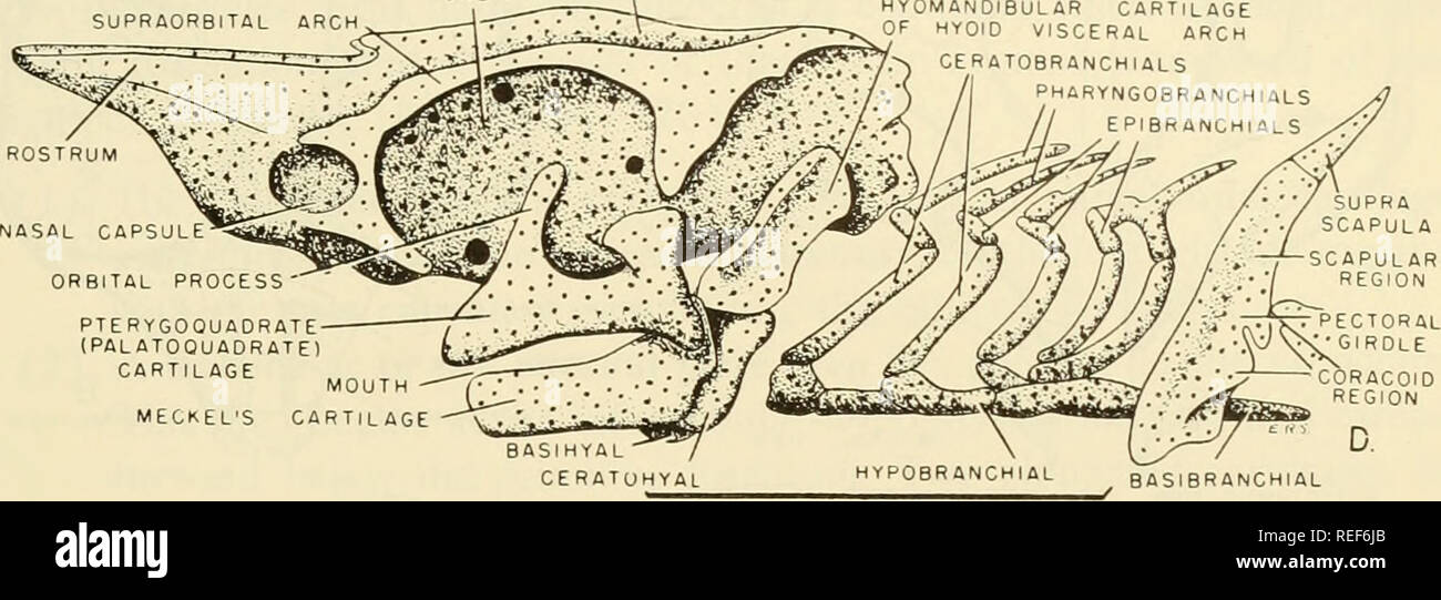 . Comparative embryology of the vertebrates; with 2057 drawings and ...