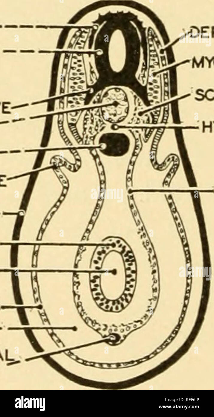 . Comparative anatomy. Anatomy, Comparative. V^ERMATOME Ist-MTOTOME ...