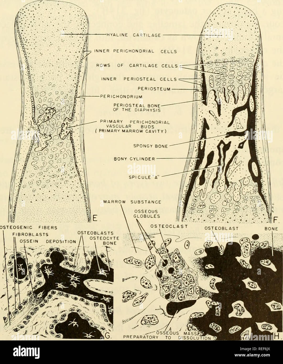 Spicules Spongy Bone