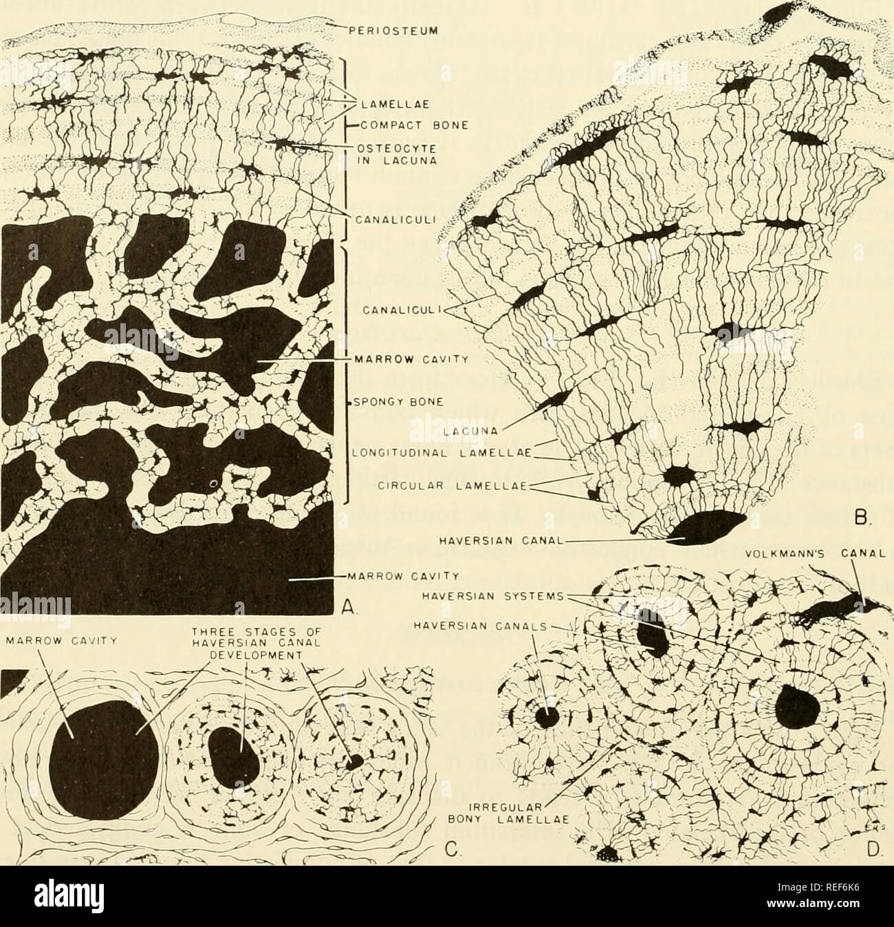 Compact Bone Drawing