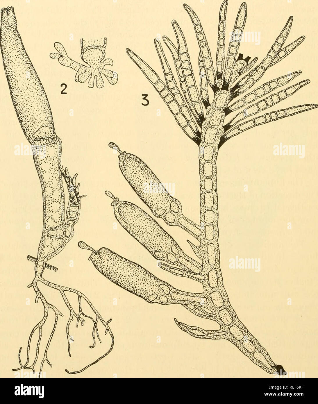 Perithecia genera hi-res stock photography and images - Alamy