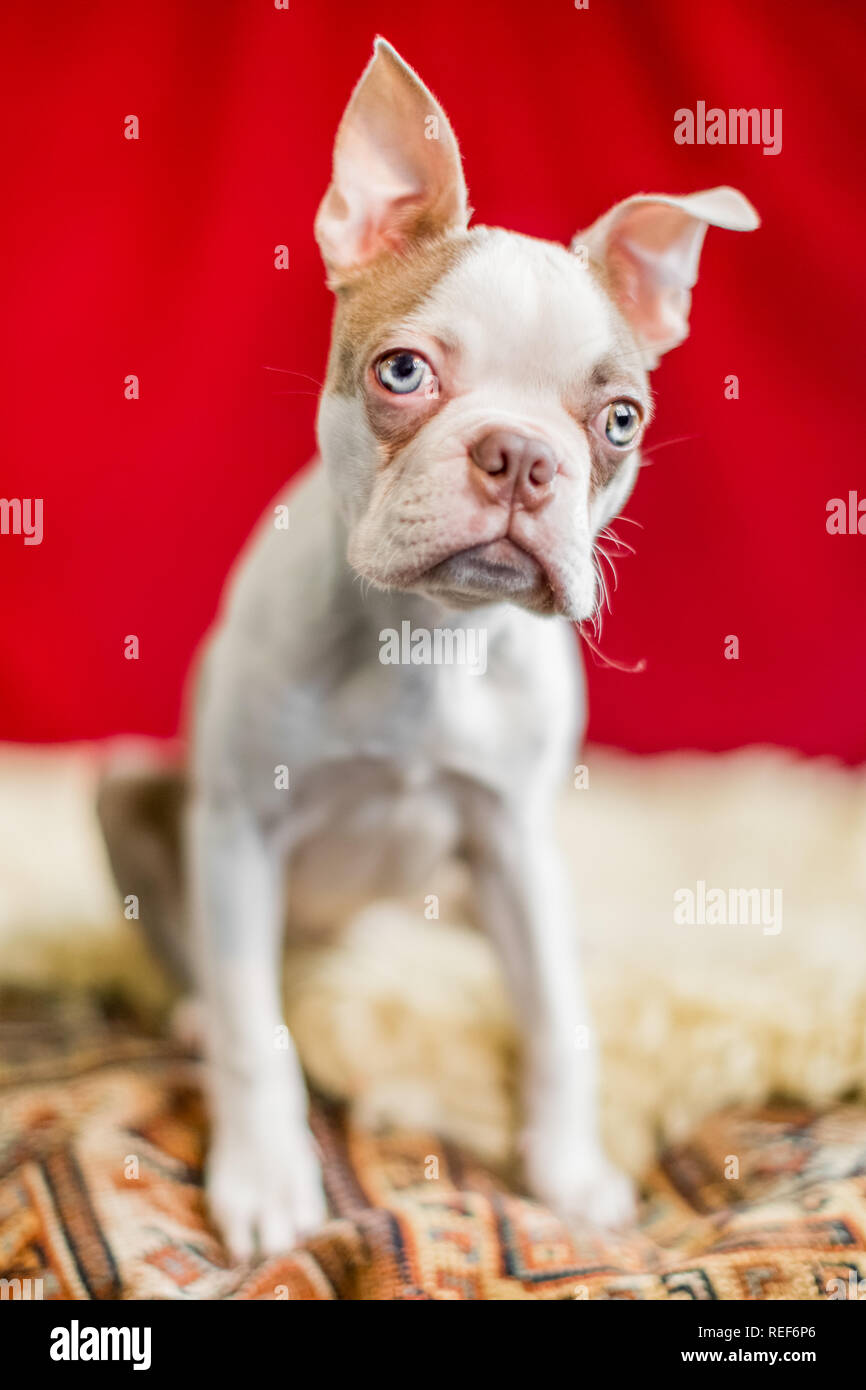 Red Boston Terrier