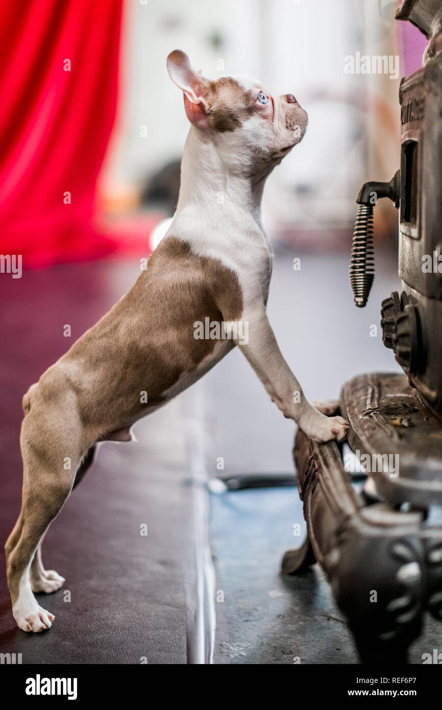 Boston terrier standing hi-res stock photography and images - Alamy