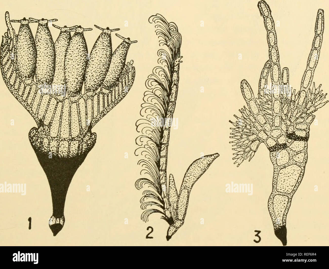 Laboulbeniales hi-res stock photography and images - Alamy