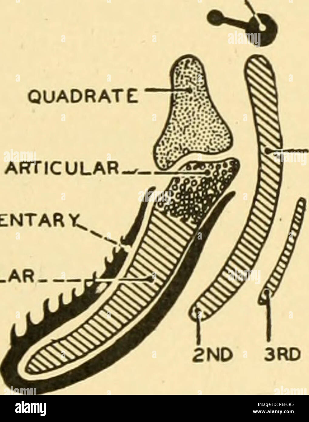 Stylohyoid Ligament High Resolution Stock Photography and Images - Alamy