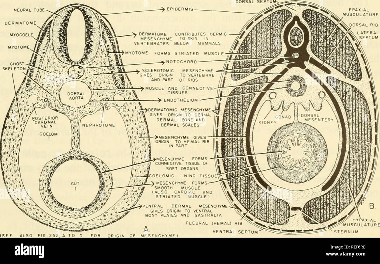 . Comparative embryology of the vertebrates; with 2057 drawings and ...