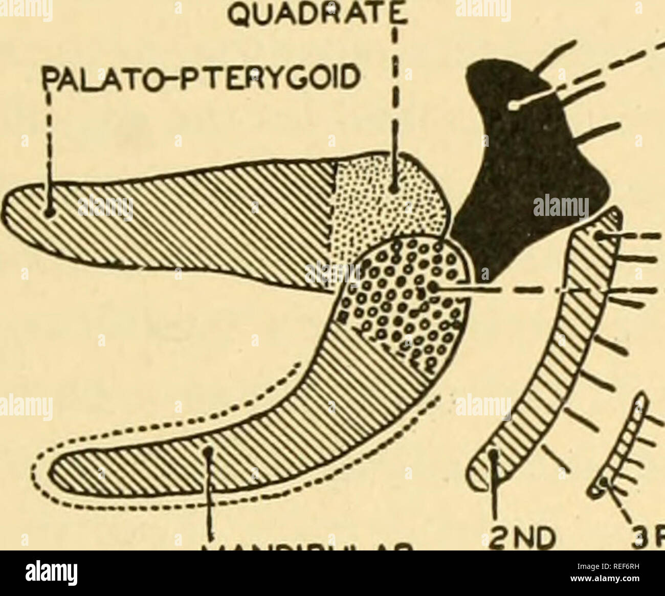 . Comparative anatomy. Anatomy, Comparative. THE SENSE ORGANS 605 In ...