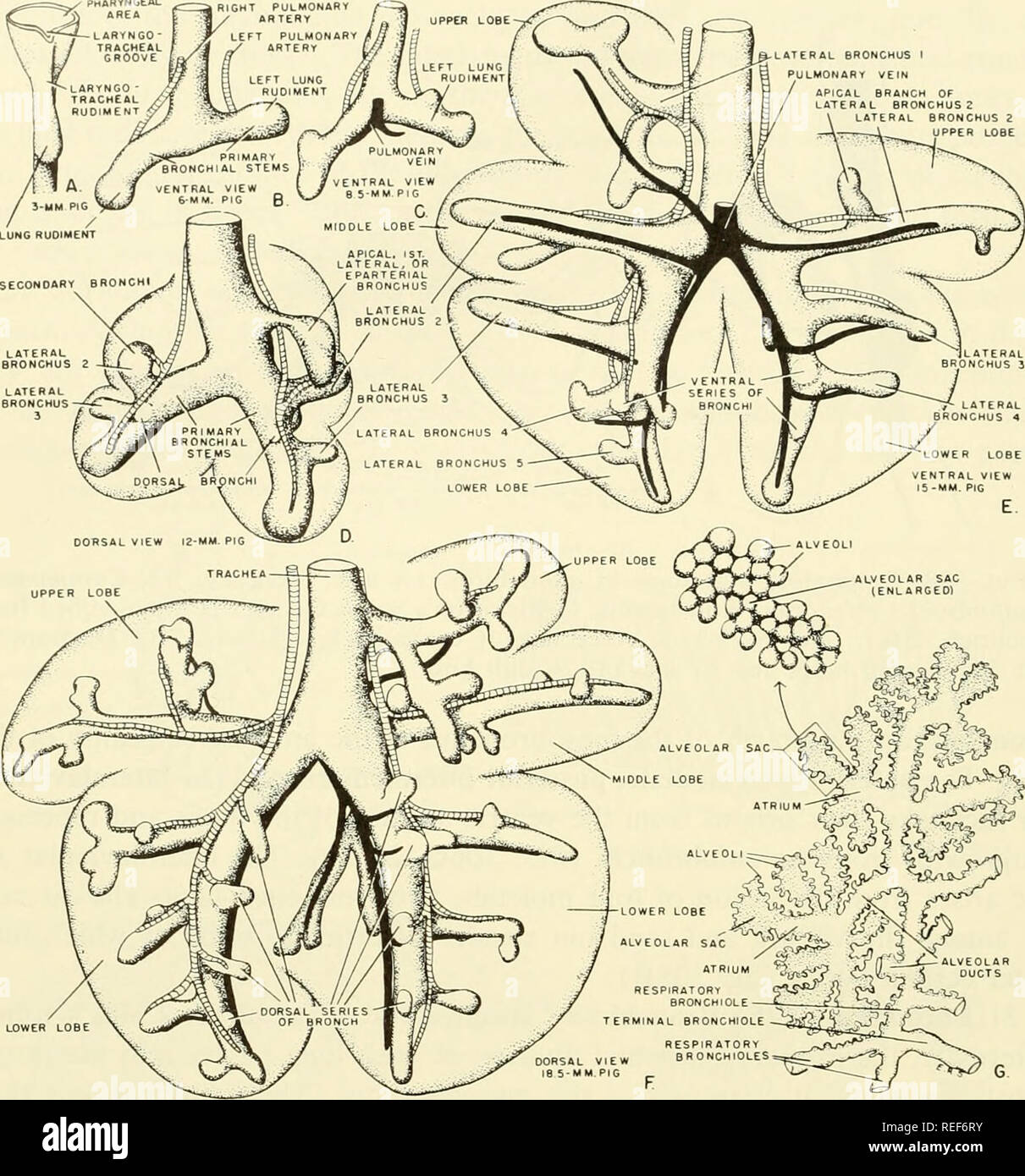 Vertebrates Embryology