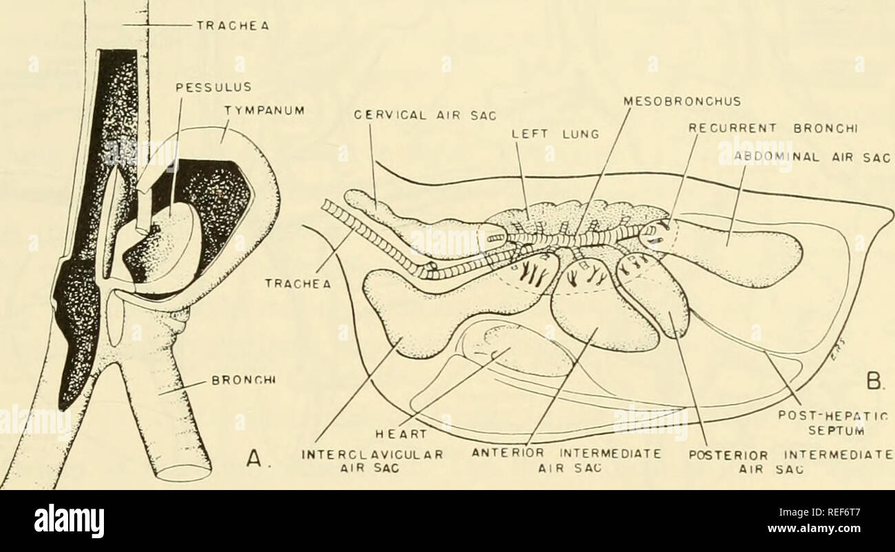 Syrinx bird anatomy hi-res stock photography and images - Alamy