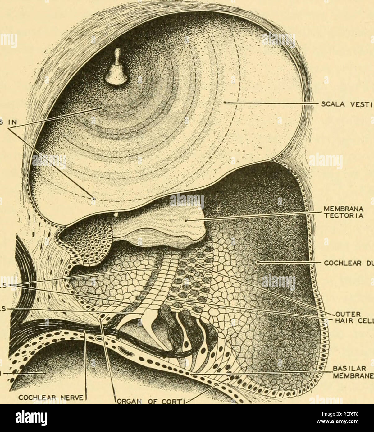Cochlear Duct
