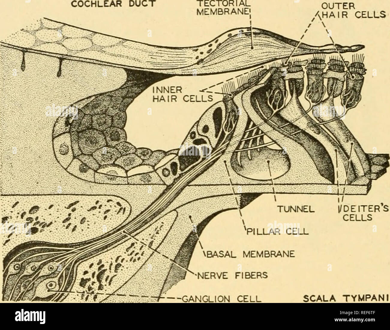 . Comparative anatomy. Anatomy, Comparative. 6oo COMPARATIVE ANATOMY by ...