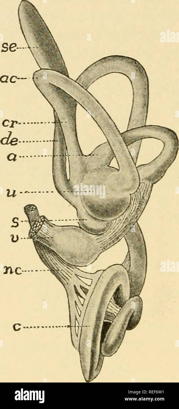 Cochleae hi-res stock photography and images - Alamy