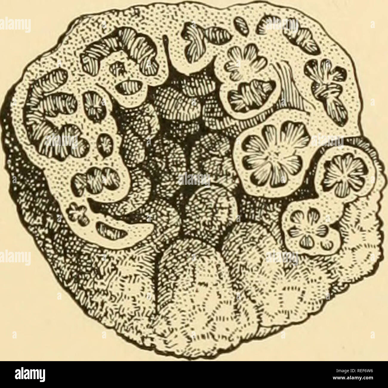 . Comparative morphology of Fungi. Fungi. TUBERALES 361 endogenously ...