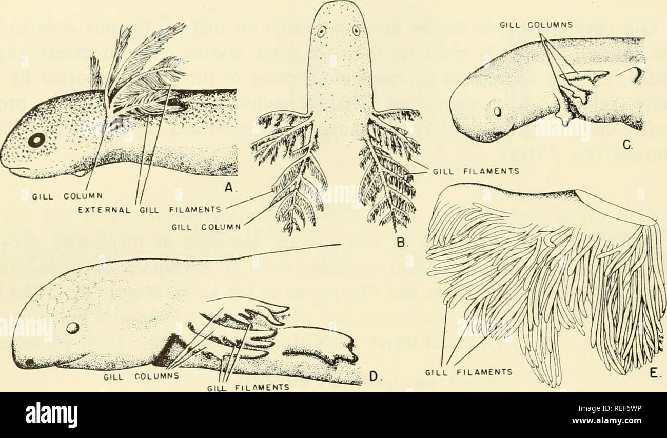 . Comparative embryology of the vertebrates; with 2057 drawings and ...