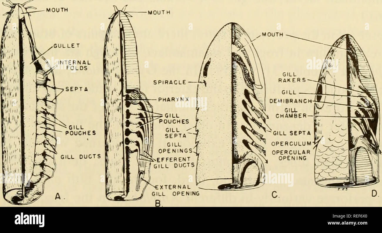 . Comparative embryology of the vertebrates; with 2057 drawings and ...