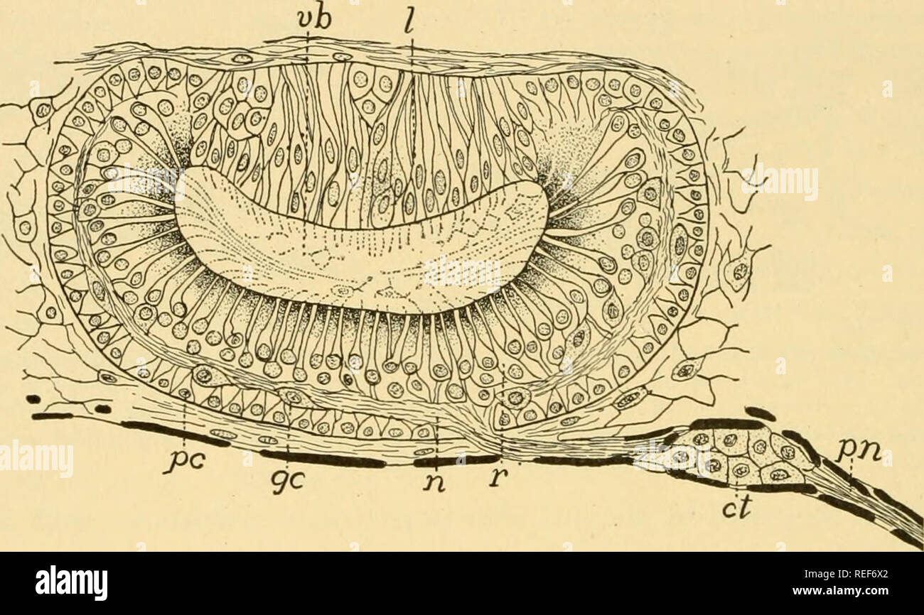 . Comparative anatomy. Anatomy, Comparative. 592 COMPARATIVE ANATOMY ...