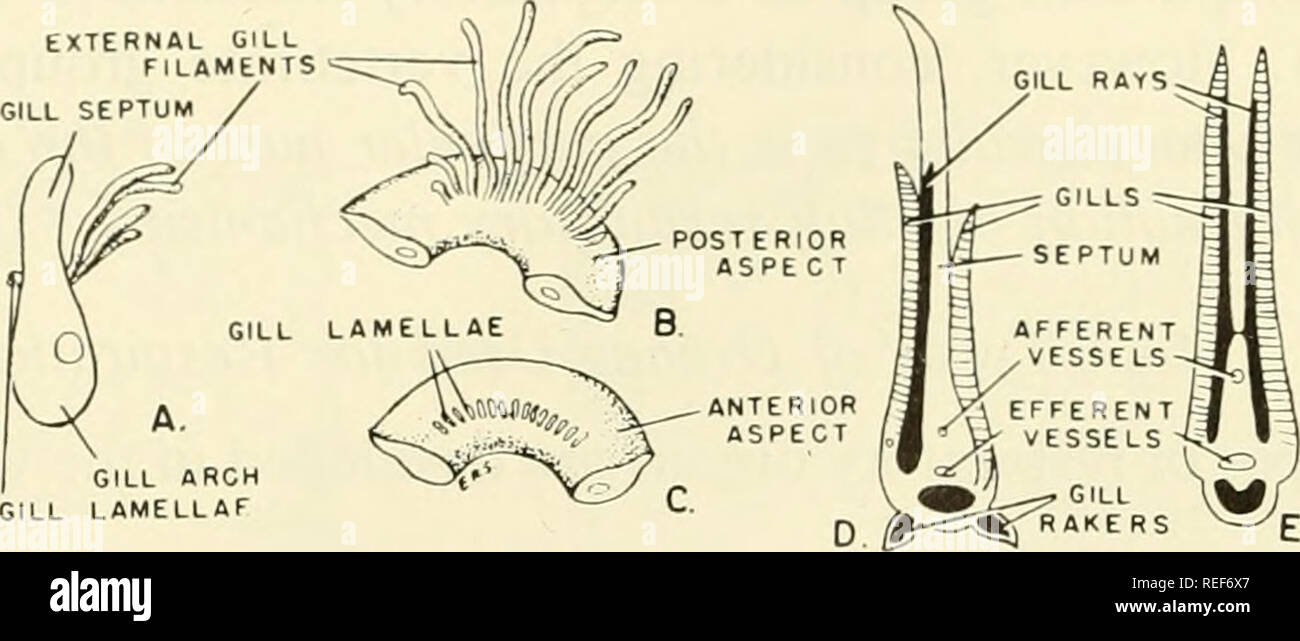 Fish gill lamellae hi-res stock photography and images - Alamy