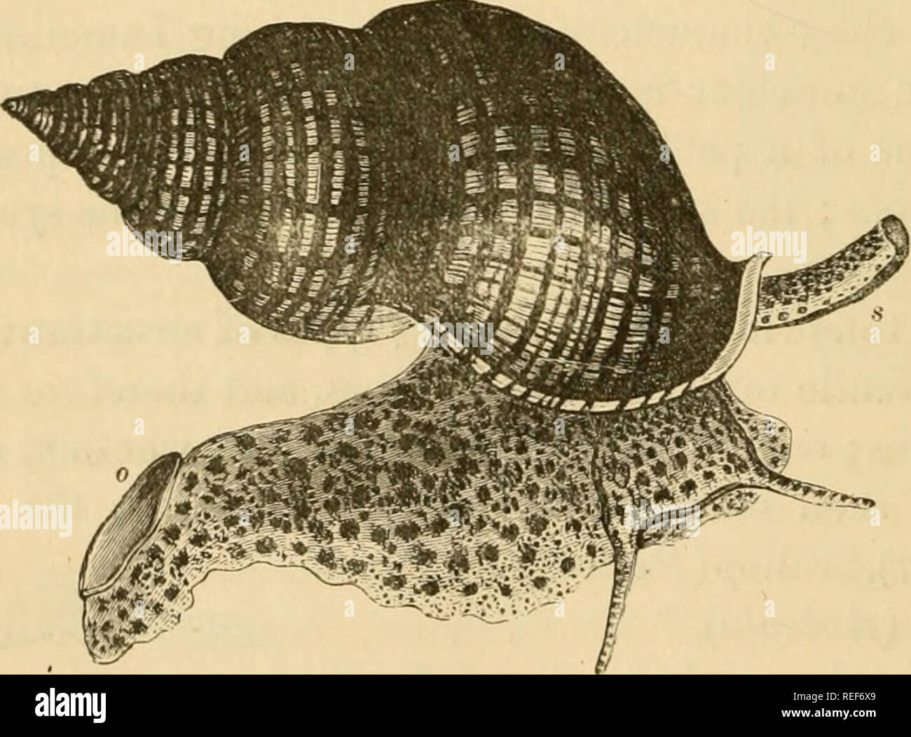. Comparative zoology, structural and systematic. For use in schools ...