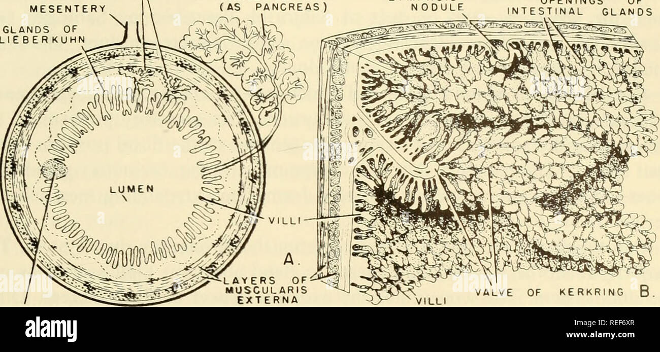 . Comparative embryology of the vertebrates; with 2057 drawings and ...