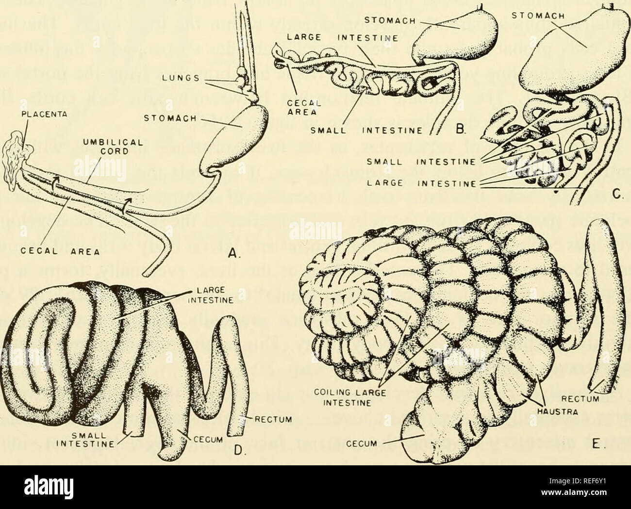 . Comparative embryology of the vertebrates; with 2057 drawings and ...