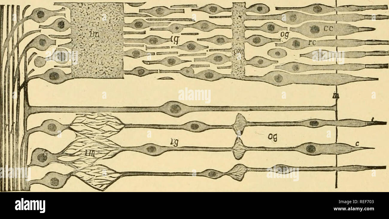 Ciliary epithelium hi-res stock photography and images - Alamy