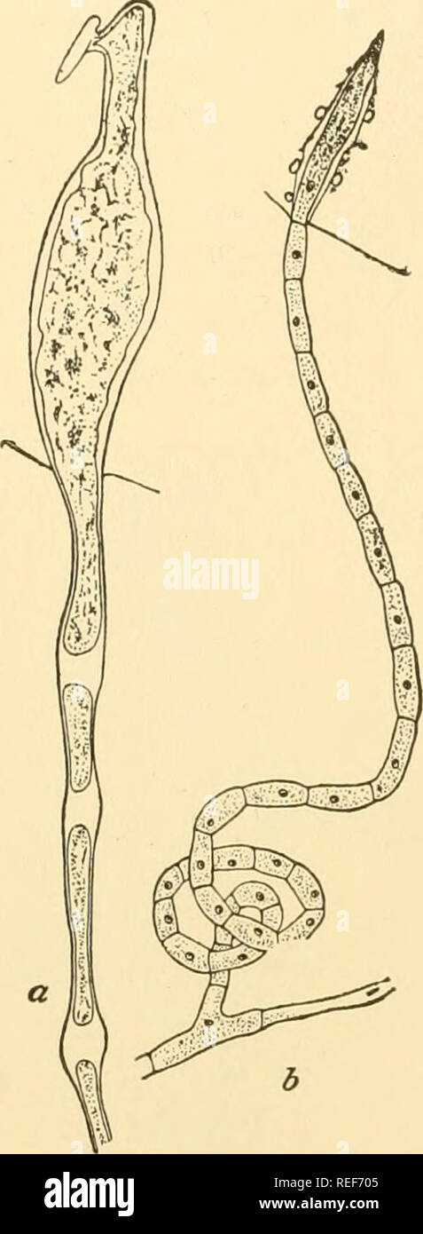 . Comparative morphology of Fungi. Fungi. 350 COMPARATIVE MORPHOLOGY OF ...