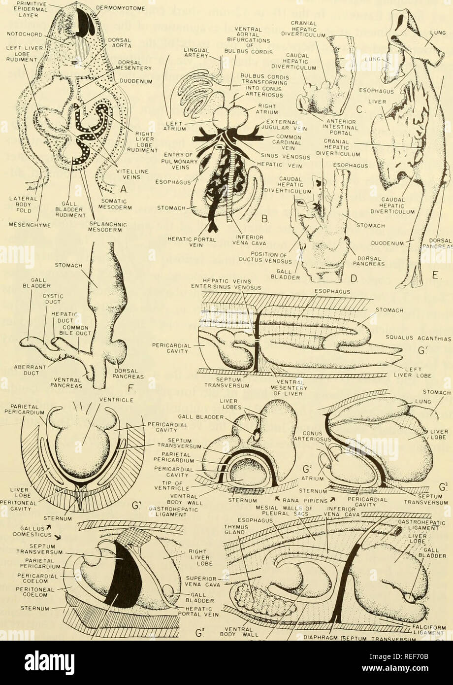 . Comparative embryology of the vertebrates; with 2057 drawings and ...