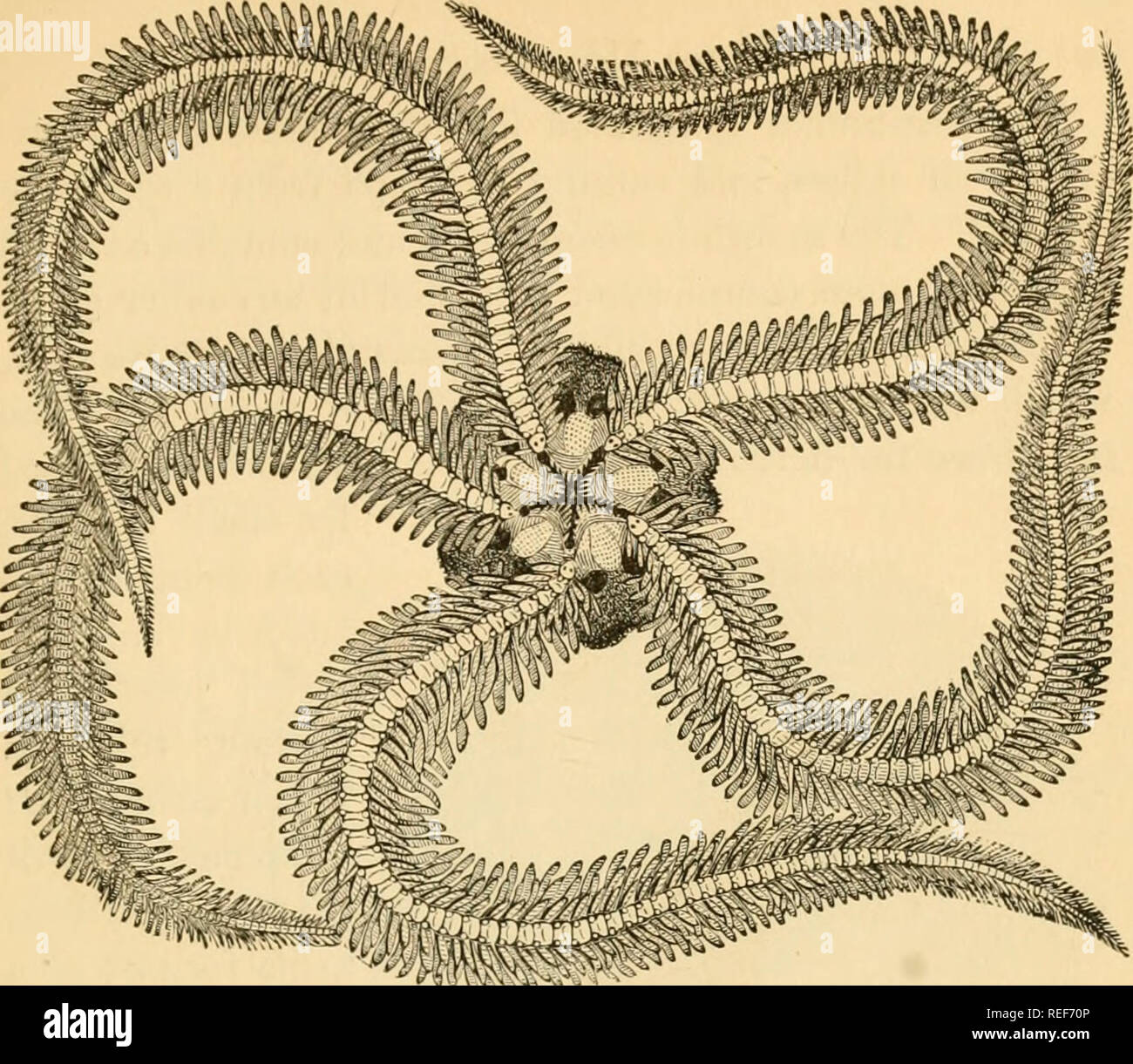 Feet represented hi-res stock photography and images - Alamy