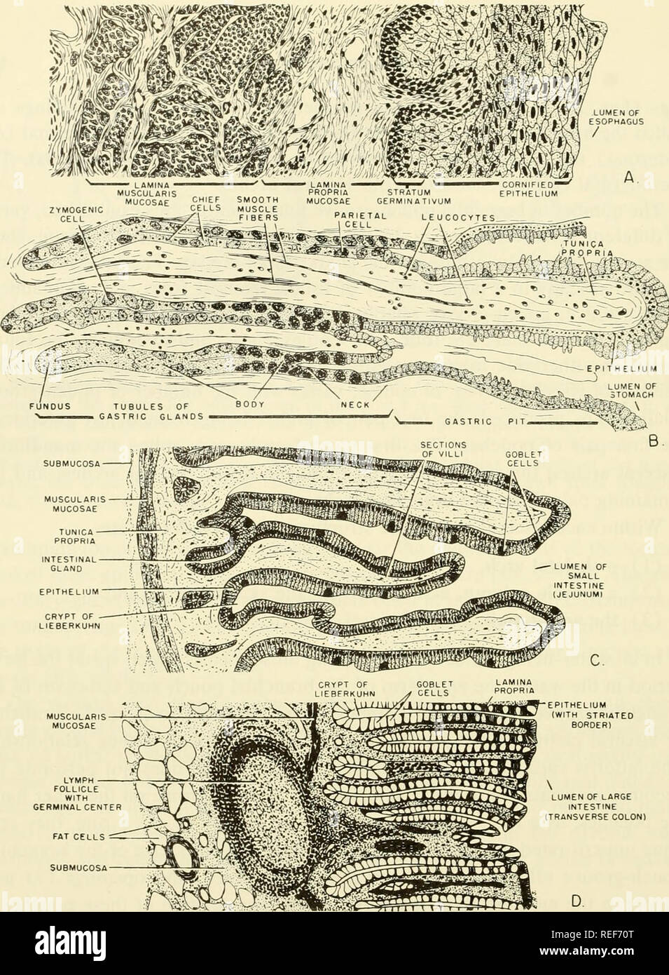 . Comparative embryology of the vertebrates; with 2057 drawings and ...