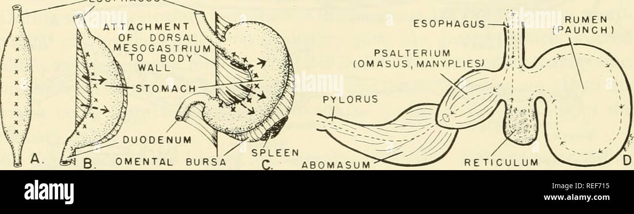 . Comparative embryology of the vertebrates; with 2057 drawings and ...