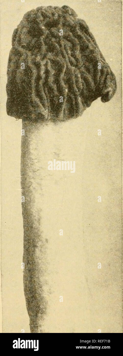 . Comparative morphology of Fungi. Fungi. a b c Fig. 232.— Verpa ...