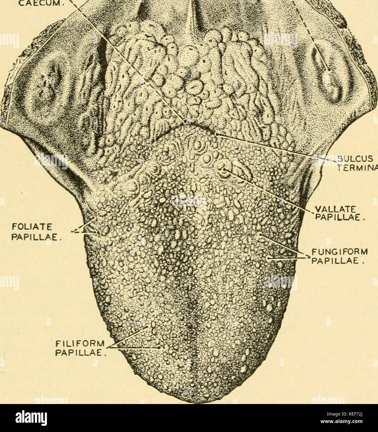 . Comparative anatomy. Anatomy, Comparative. THE SENSE ORGANS 579 ...