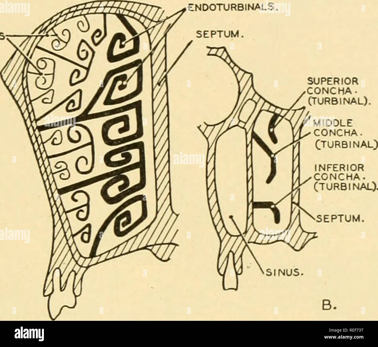 . Comparative anatomy. Anatomy, Comparative. THE SENSE ORGANS 575 pits ...