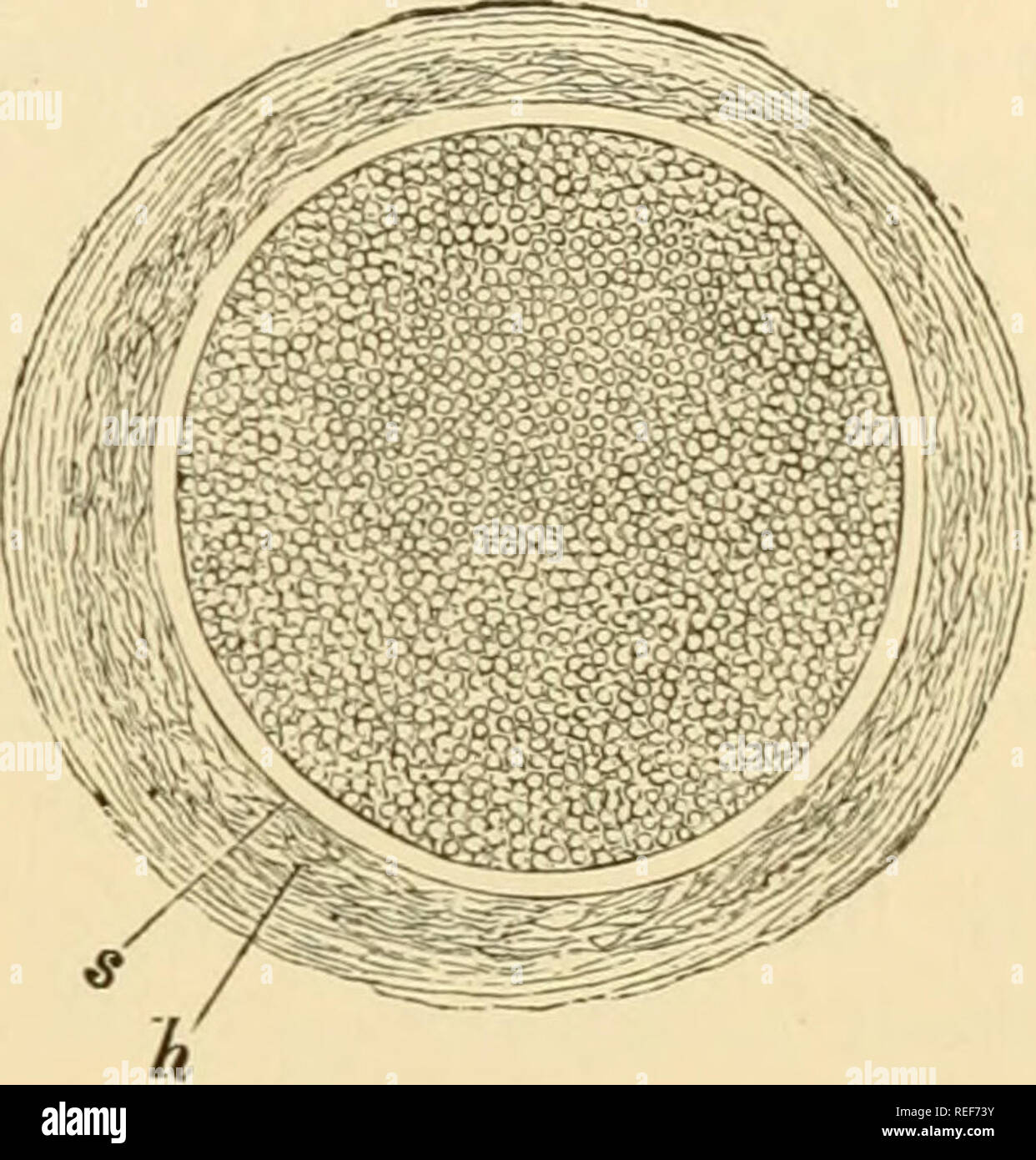 . Comparative morphology of Fungi. Fungi. t Fig. 228.—Thelebolus ...