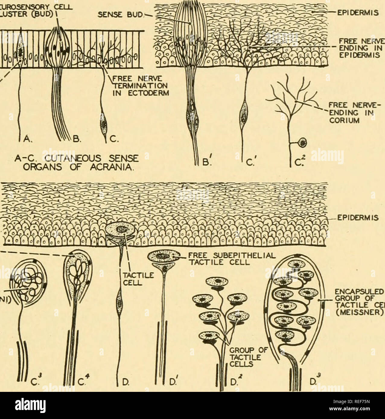 Meissner Corpuscle On Model