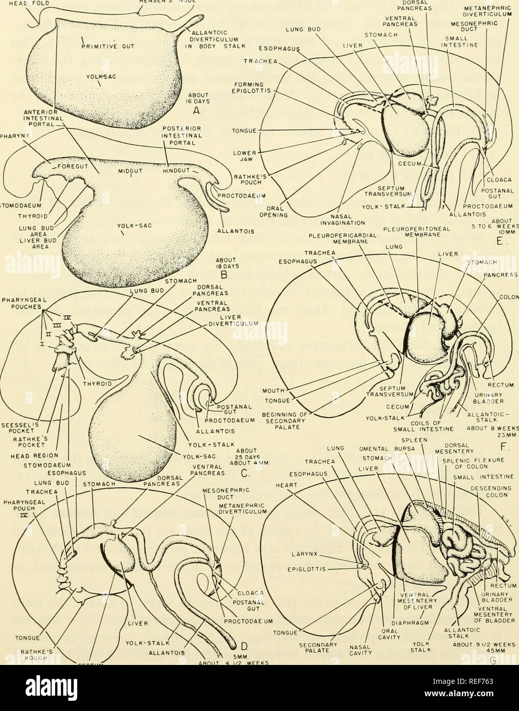 Human scanned data hi-res stock photography and images - Alamy