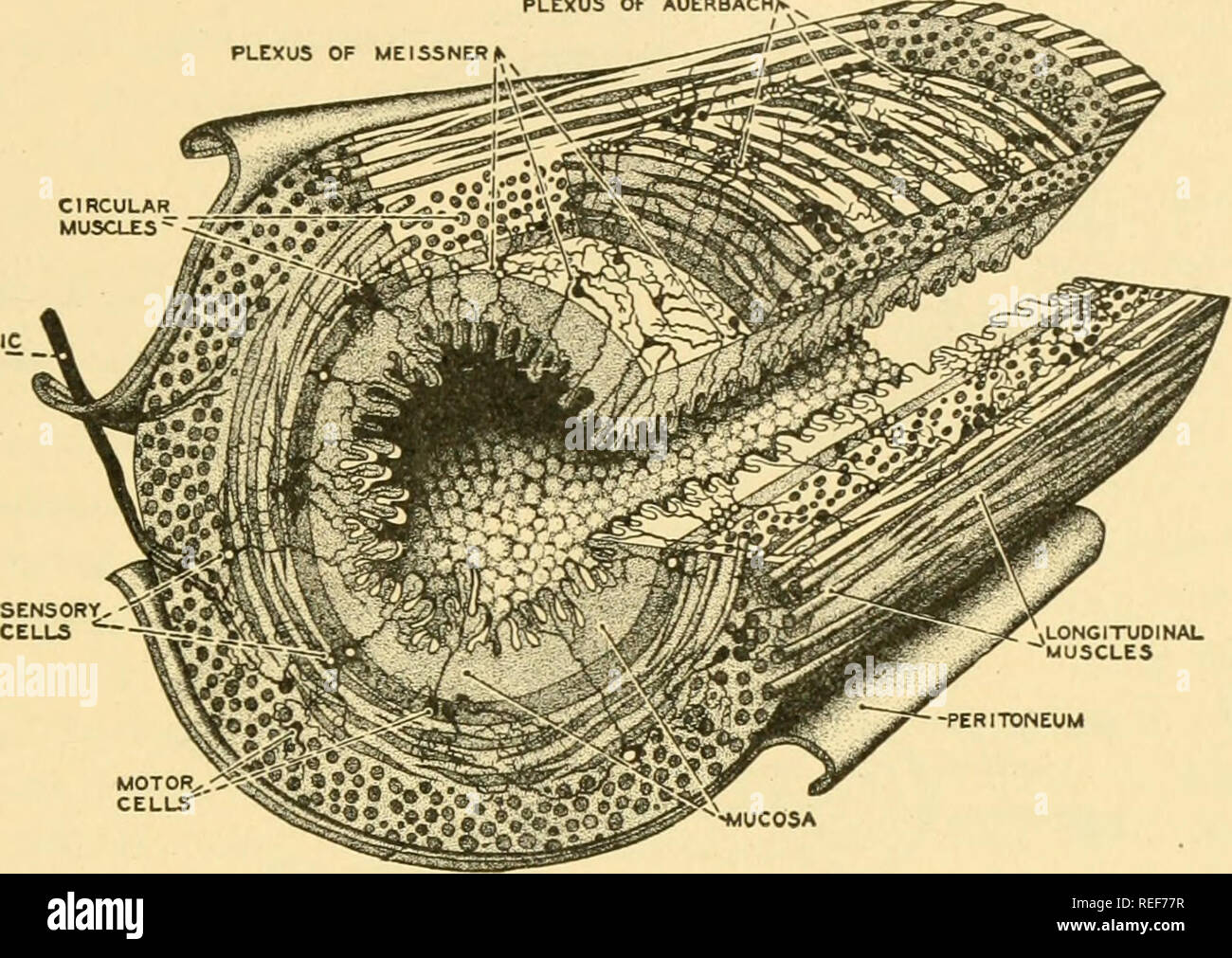 . Comparative anatomy. Anatomy, Comparative. THE NERVOUS SYSTEM 561 ...