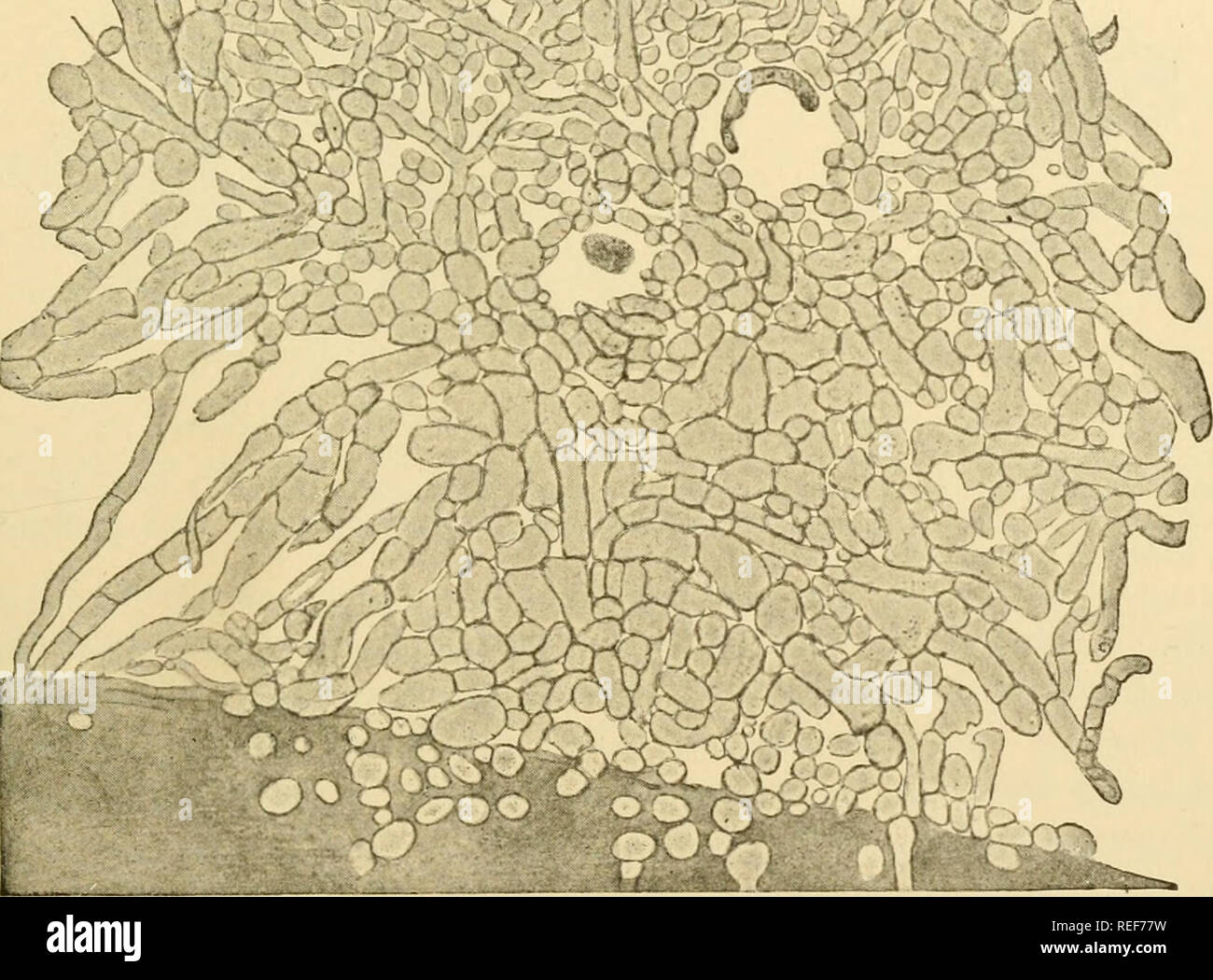 . Comparative morphology of Fungi. Fungi. Hu '' ' -; ' ¥ mm. Fig. 222 ...