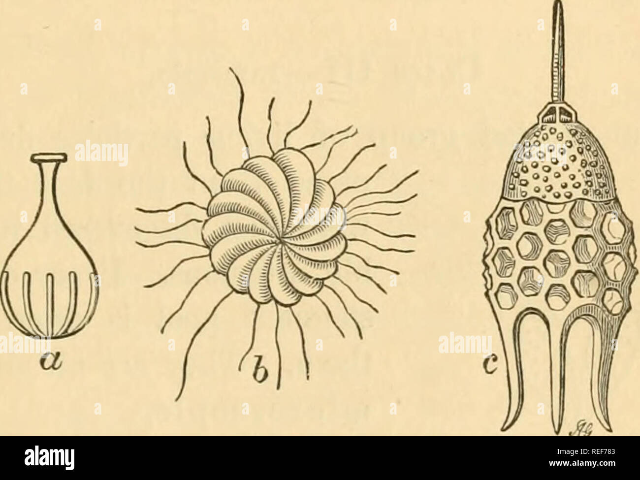 Body Orifices High Resolution Stock Photography and Images - Alamy