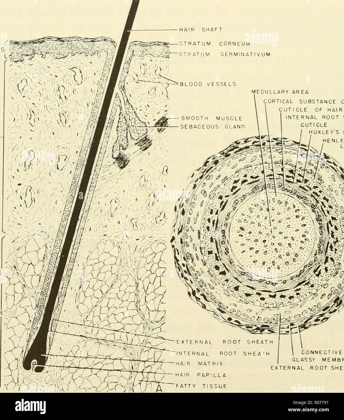 . Comparative embryology of the vertebrates; with 2057 drawings and ...