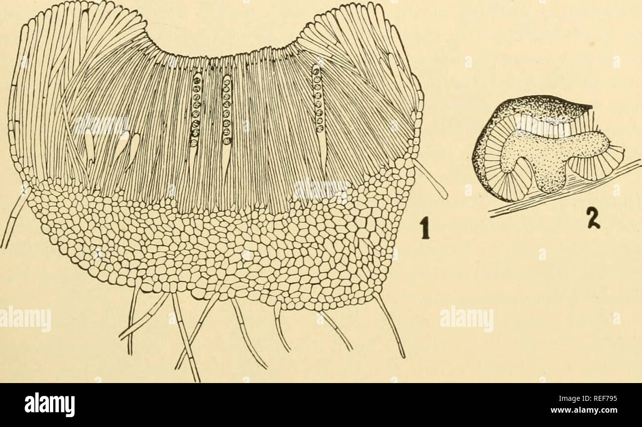 Tuberales hi-res stock photography and images - Alamy