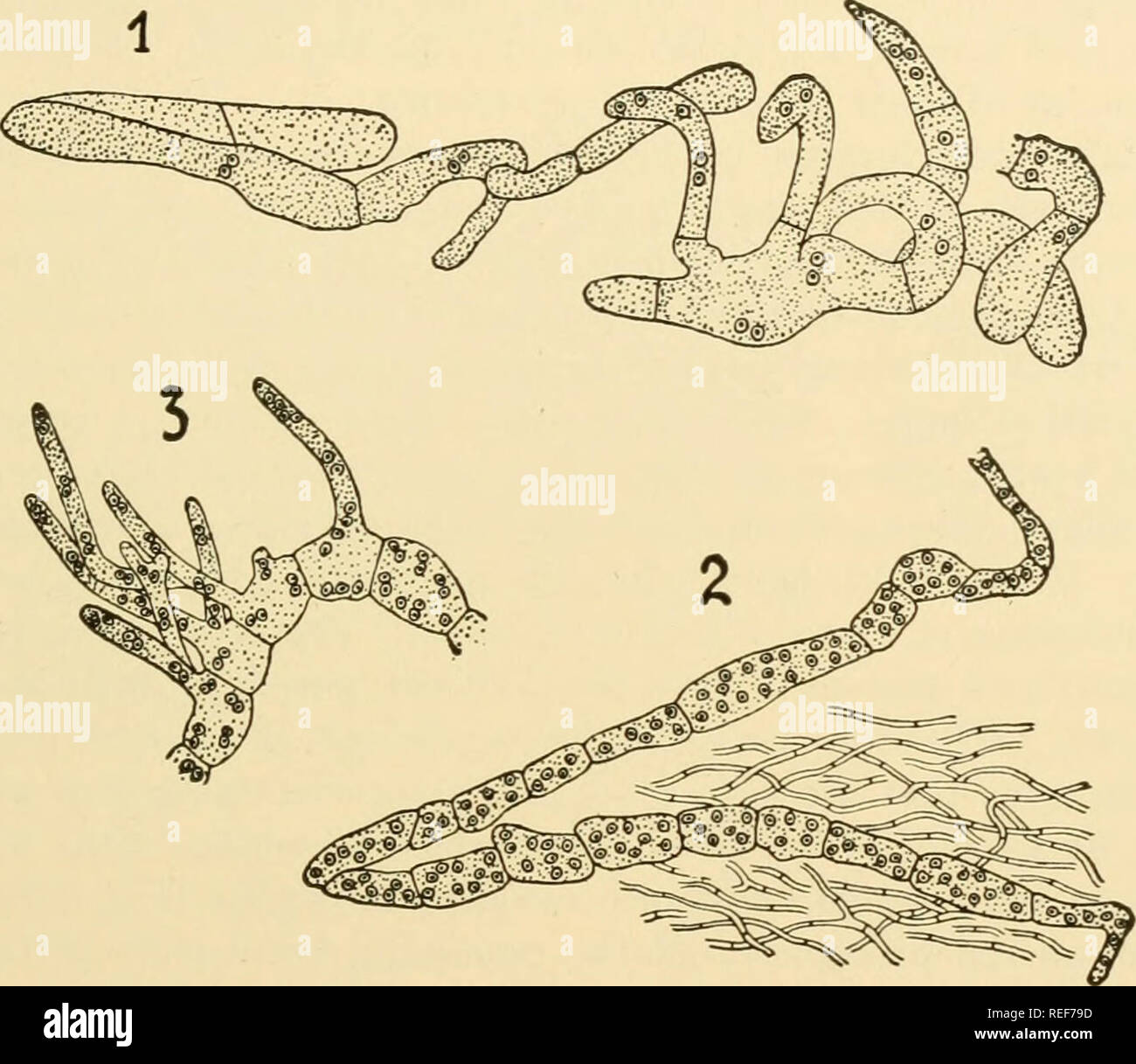 Gradual decay hi-res stock photography and images - Alamy