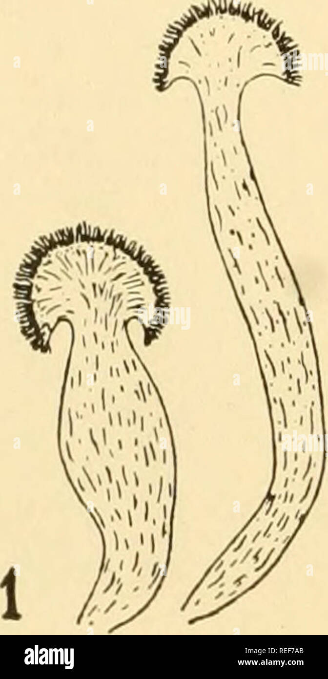 . Comparative morphology of Fungi. Fungi. 326 COMPARATIVE MORPHOLOGY OF ...